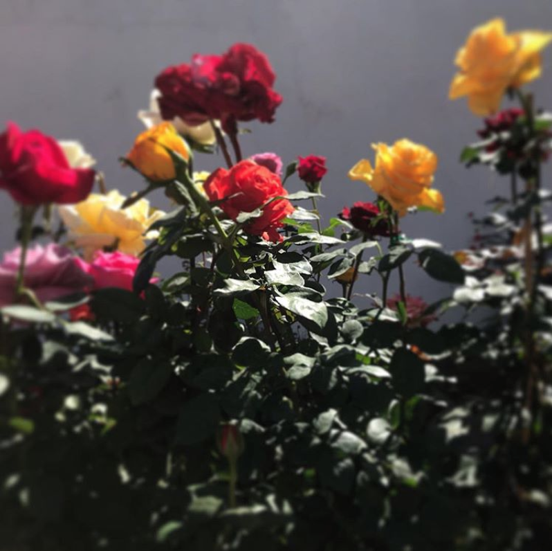 Emilio Chapela: una rosa que pierde sus pétalos y otras medidas ...